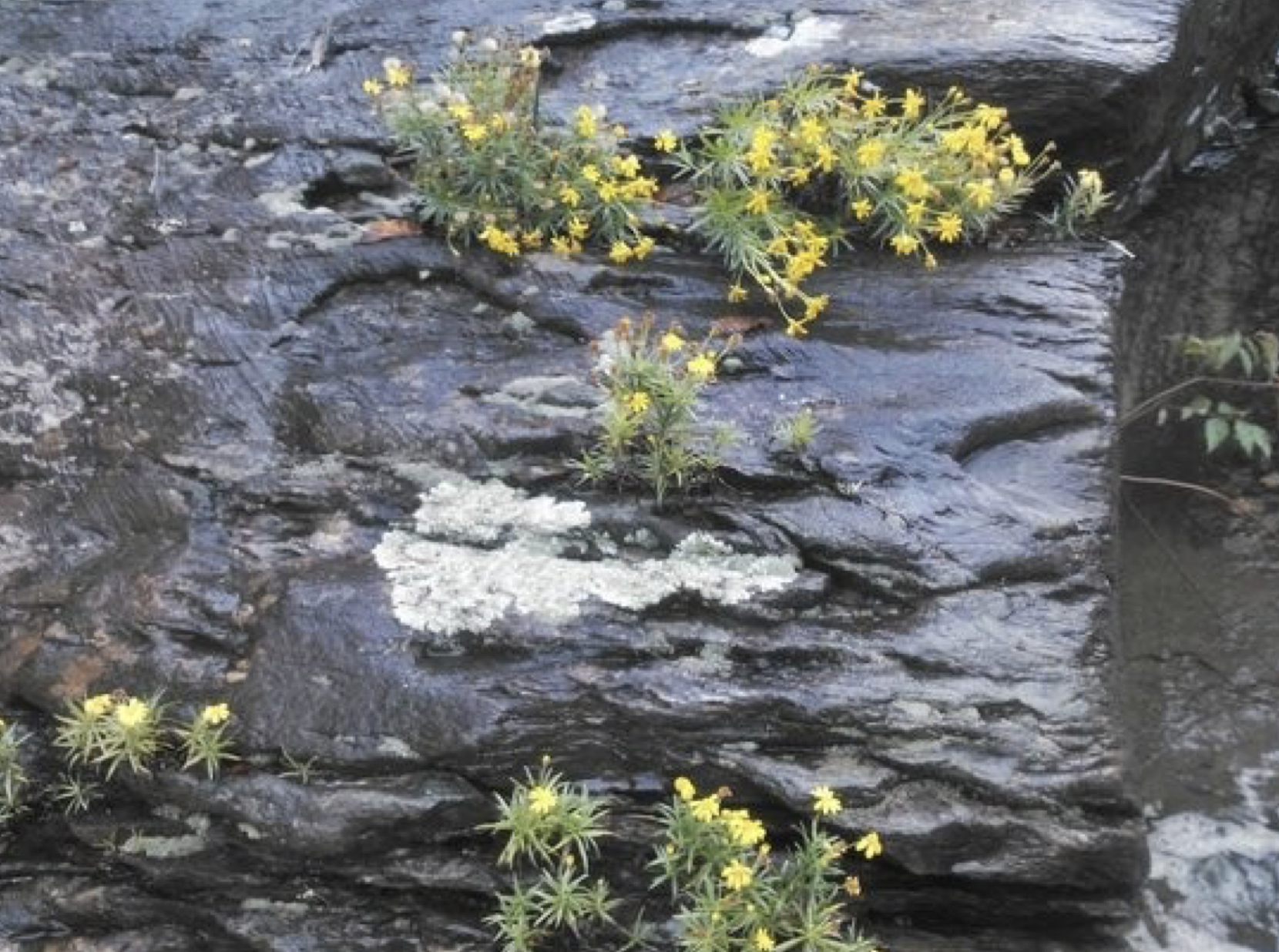 Golden Aster Paddle - Wild Ones Tennessee Valley Chapter